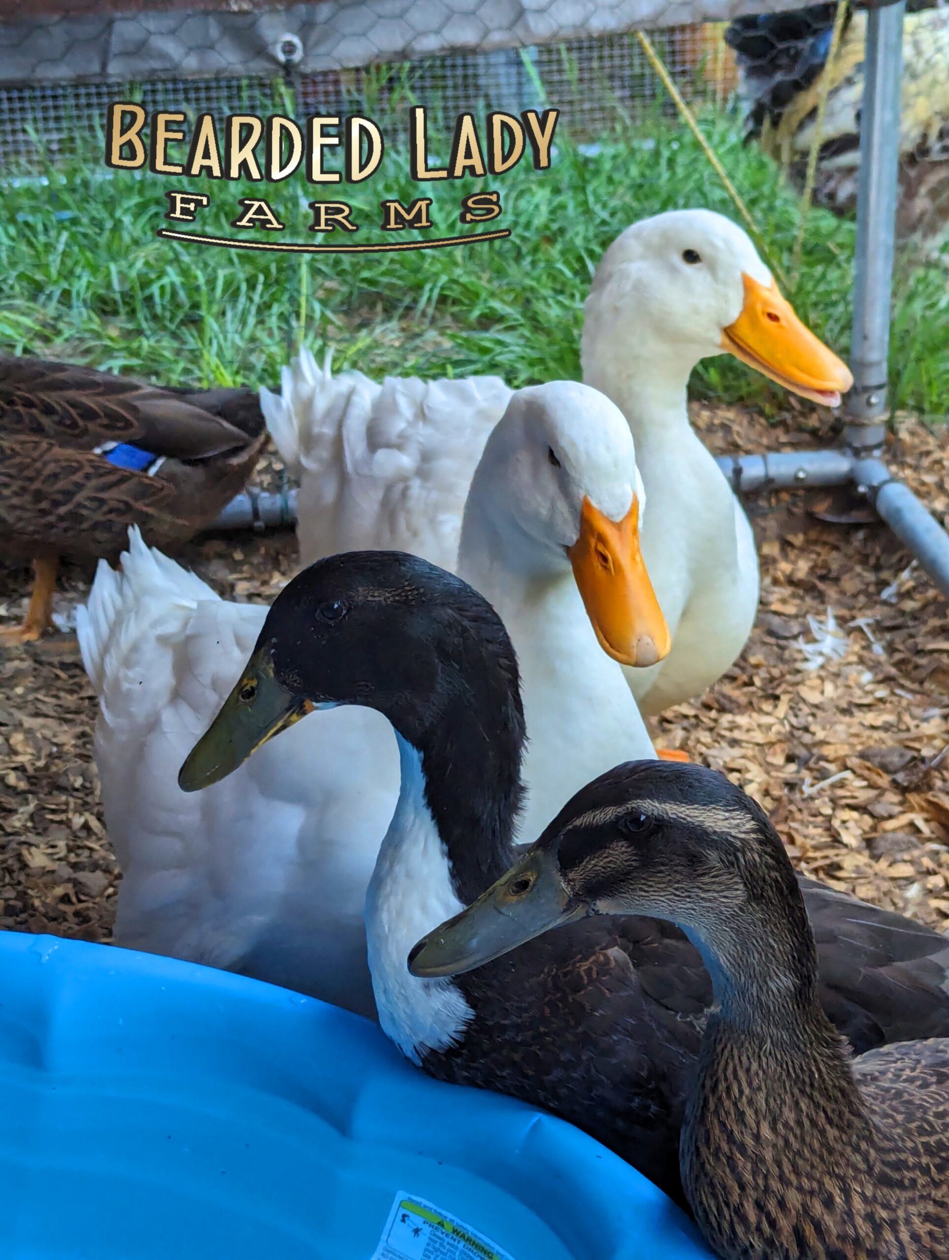 Fertile Hatching Eggs – Duck Eggs - Bearded Lady Farms