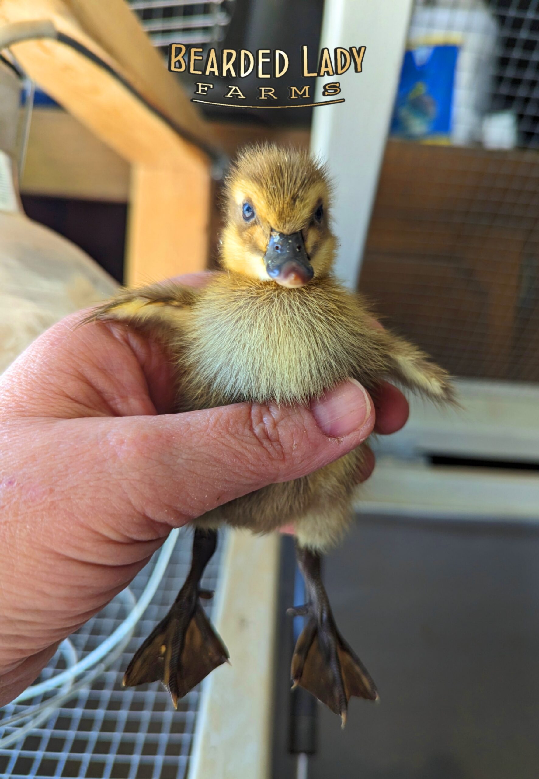 Fertile Hatching Eggs – Duck Eggs - Bearded Lady Farms