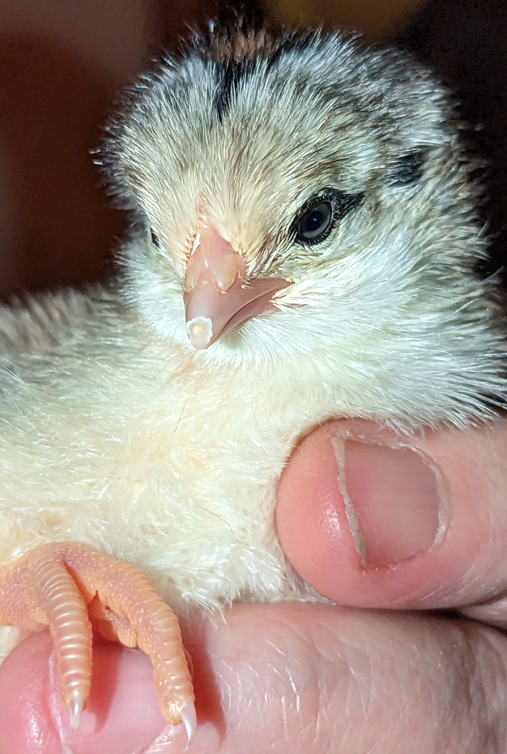 Baby Chicks – Barnyard Mix - Bearded Lady Farms